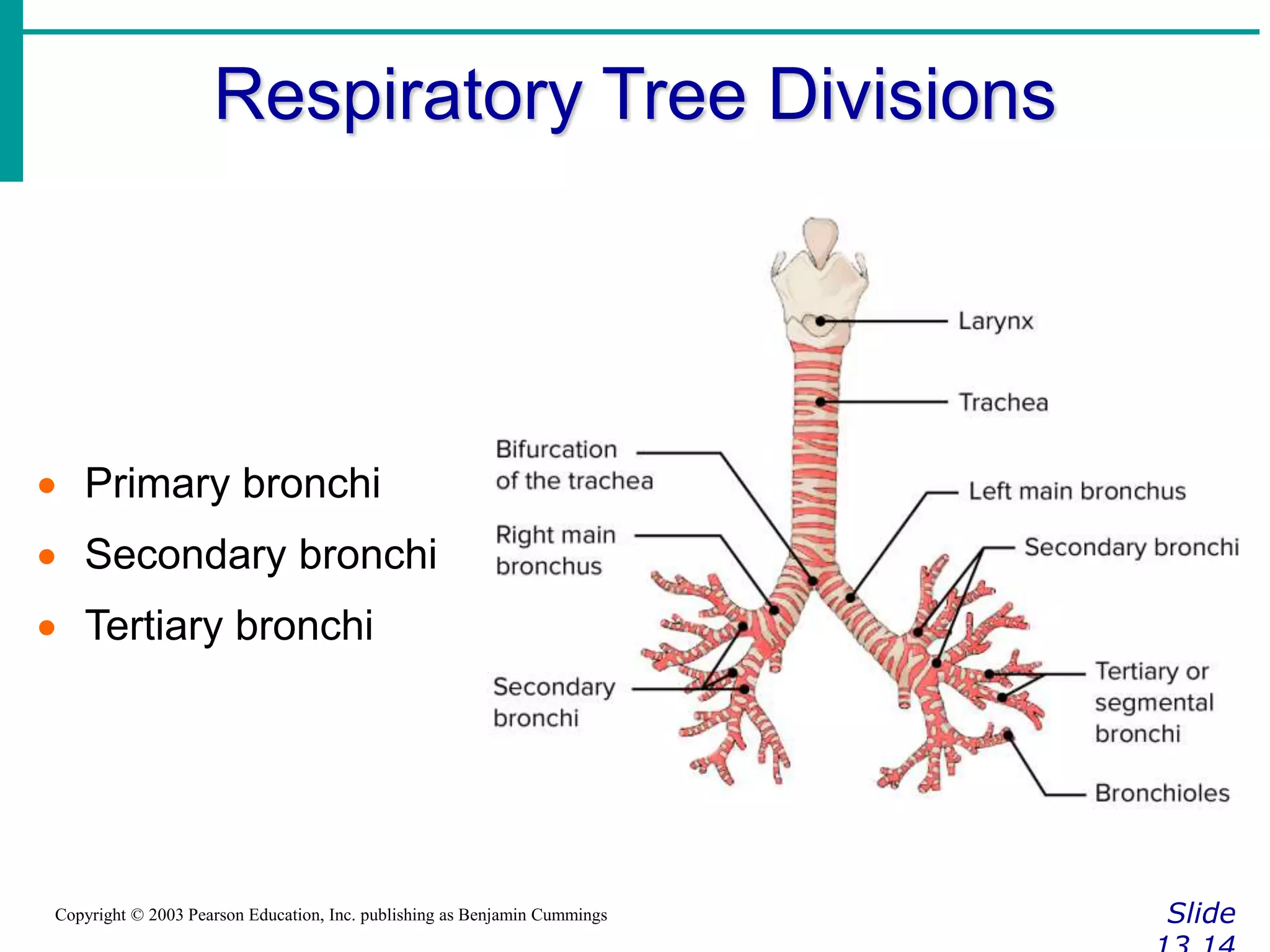 respiratory.ppt