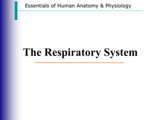 respiratory.ppt