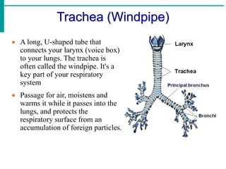 respiratory.ppt
