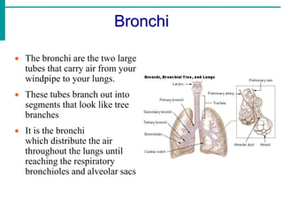 respiratory.ppt