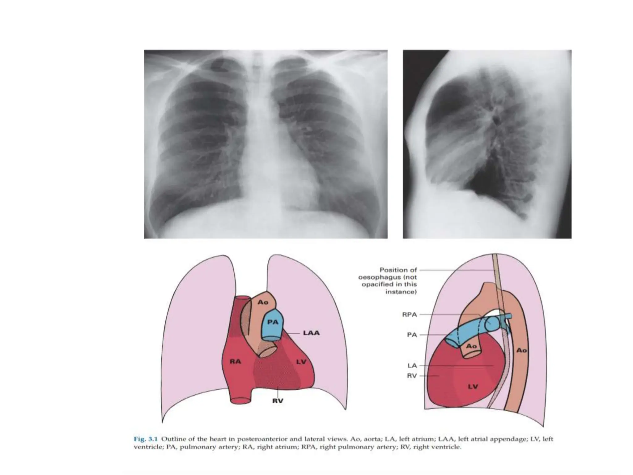 physical examination respiratory system.pptx
