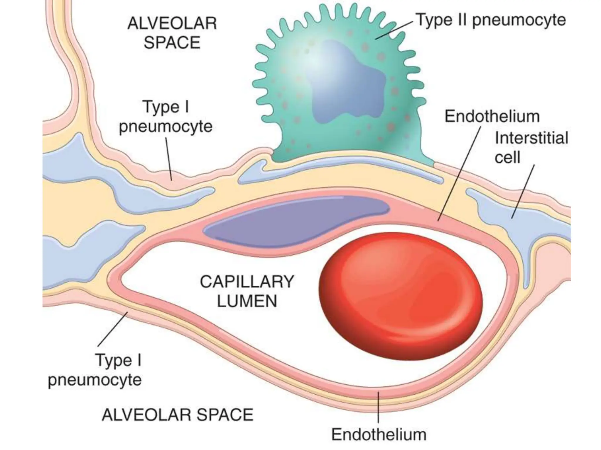 Respiratory.ppt Pathology of the respiratory system | PPT