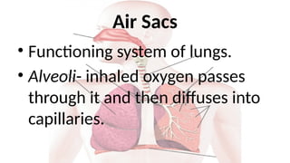 RESPIRATORY .pptx