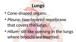 RESPIRATORY .pptx