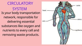 Respiratory-circulatory-and-digestive-system.pptx