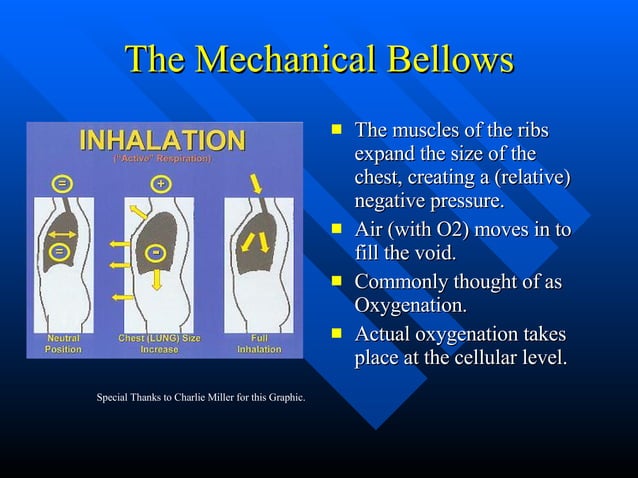 EMS- Respiratory Emergencies (Again) | PPT | Lung and Respiratory ...