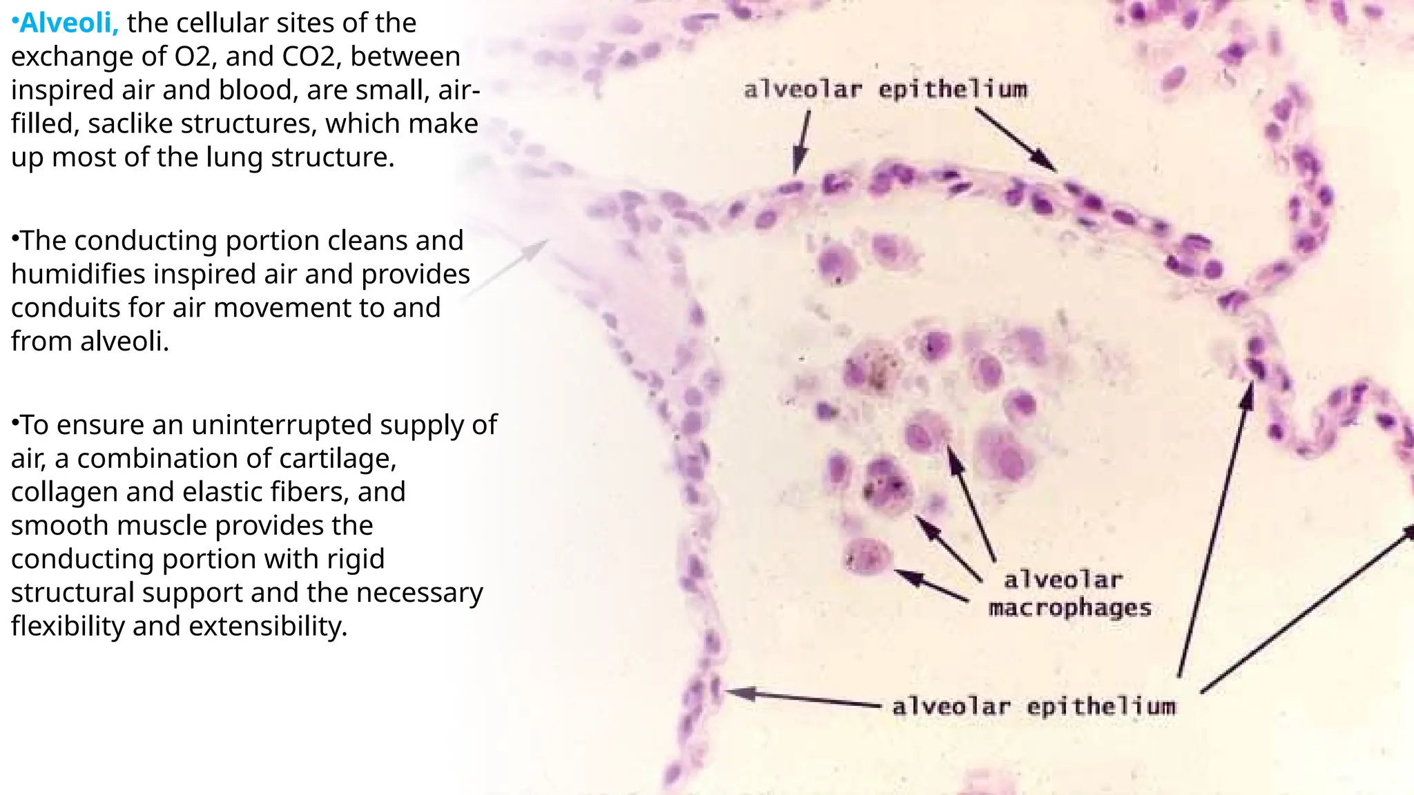 Respiratory- histology. pptx | PPTX