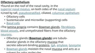 Respiratory- histology. pptx | PPTX