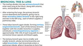 Respiratory- histology. pptx | PPTX