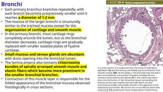 Respiratory- histology. pptx | PPTX