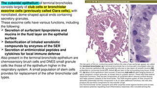 Respiratory- histology. pptx | PPTX