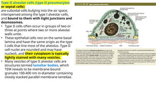 Respiratory- histology. pptx | PPTX