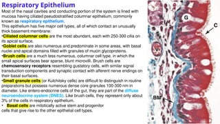 Respiratory- histology. pptx | PPTX