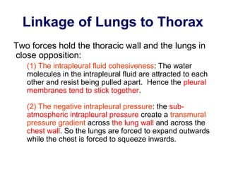 Respiratory physiology-lecture-1 2010 | PPT