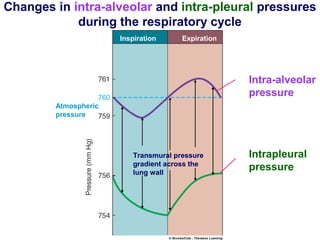 Intrapleural Pressure Cycle