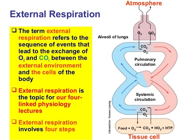 Respiratory physiology-lecture-1 2010