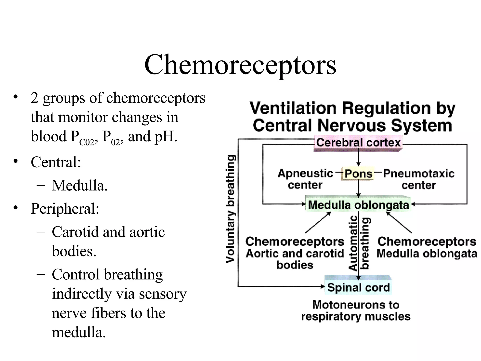 Respiratory System | PPT
