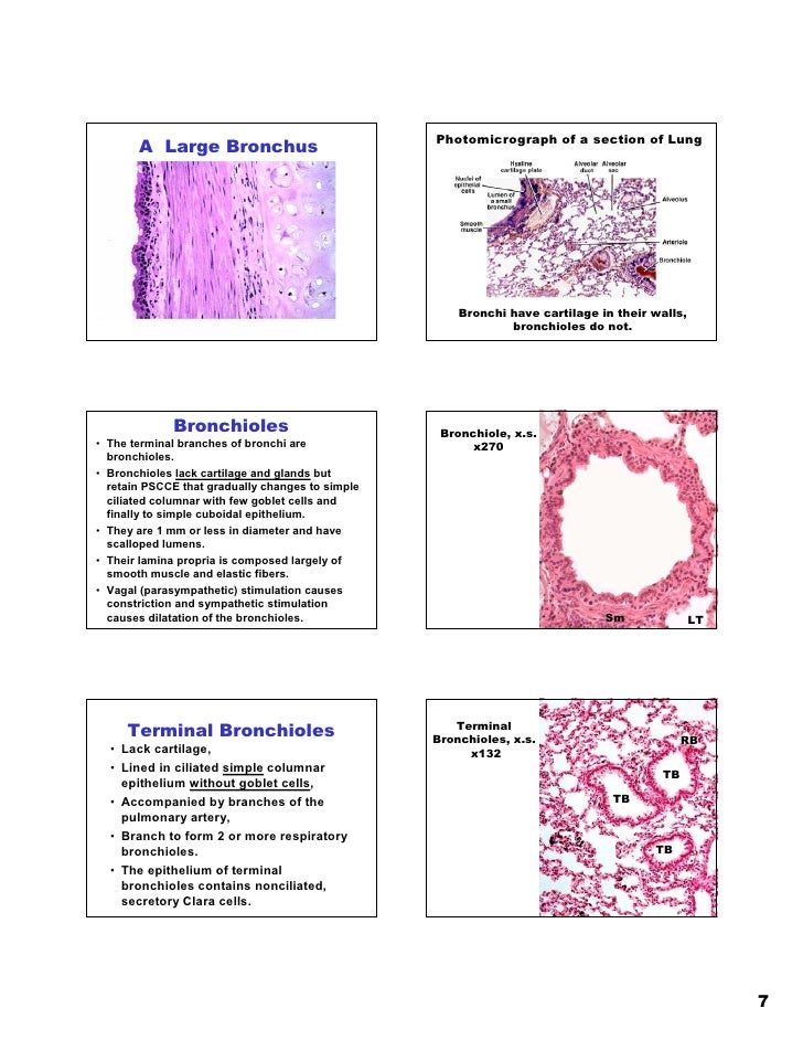 Respiratory System