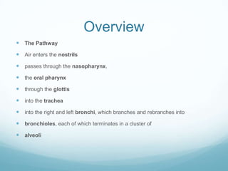 Respiratory system | PPTX | Lung and Respiratory Health | Diseases and ...