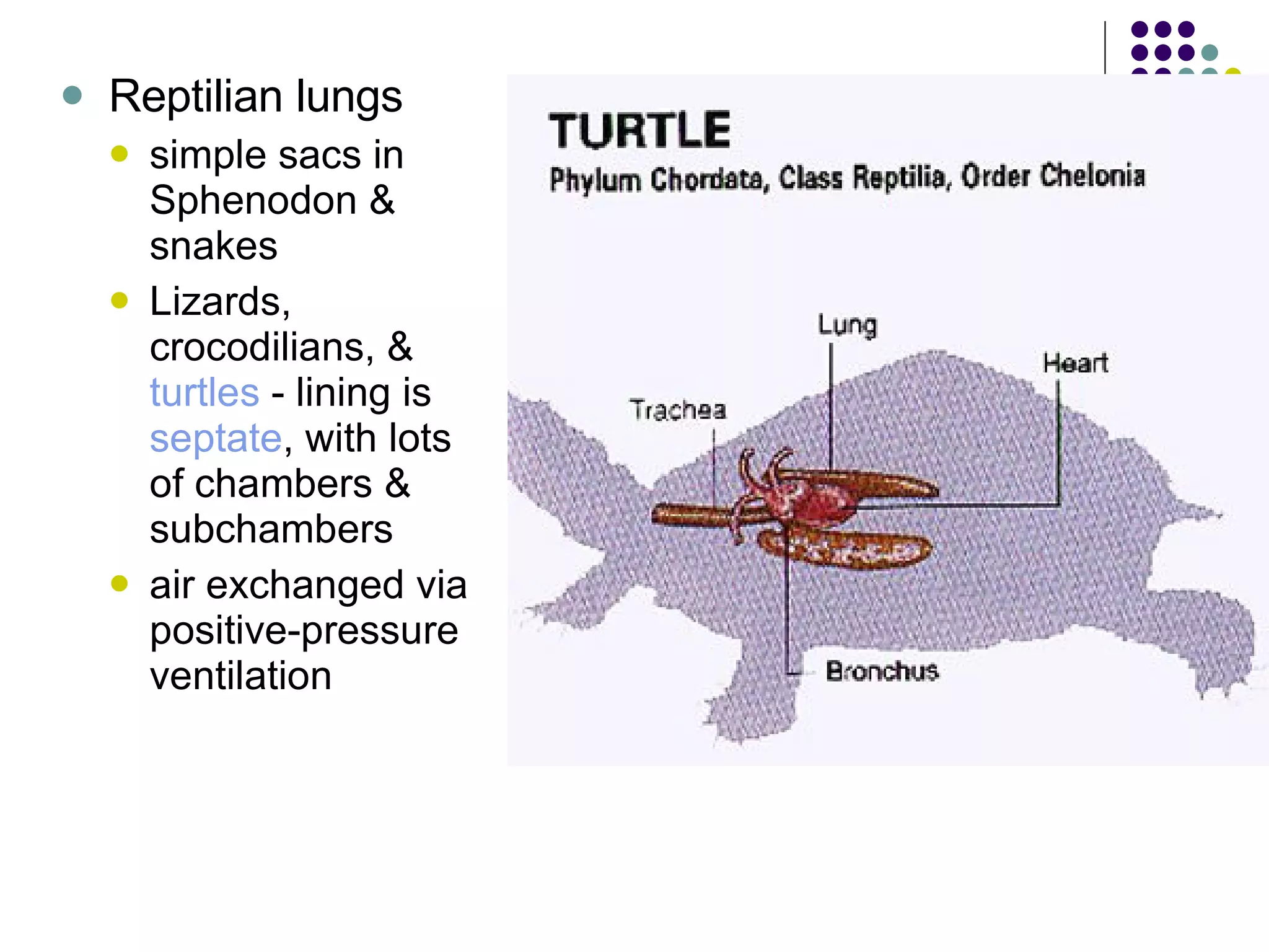 Respiratory System | PPT