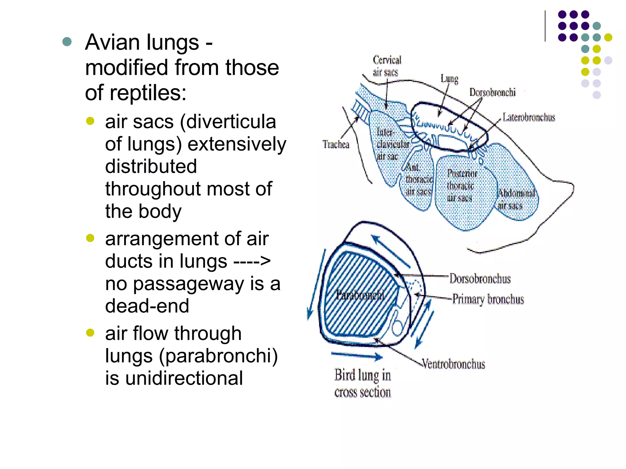 Respiratory System | PPT