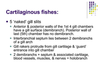 Respiratory System | PPT