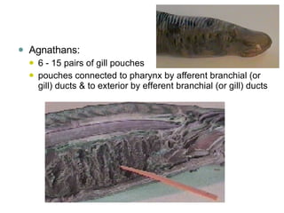 Respiratory System | PPT