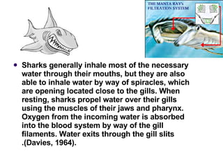 Respiratory System | PPT