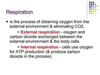 Respiratory System | PPT