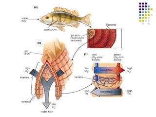 Fish Respiratory System