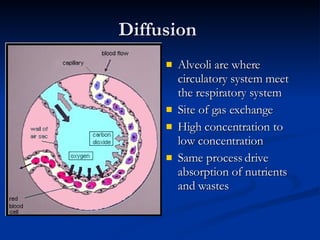 Respiratory System and Immune System | PPT
