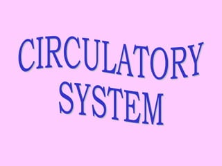 Respiratory System | PPT