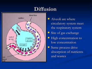Respiratory System | PPT