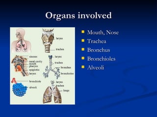 Respiratory System | PPT