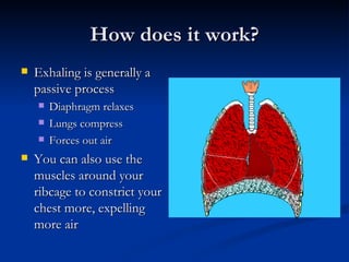 Respiratory System | PPT