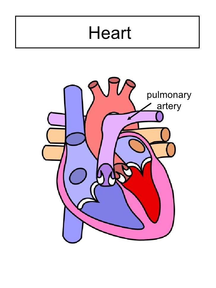 Respiratory System & Heart