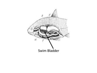 Respiratory system | PPTX