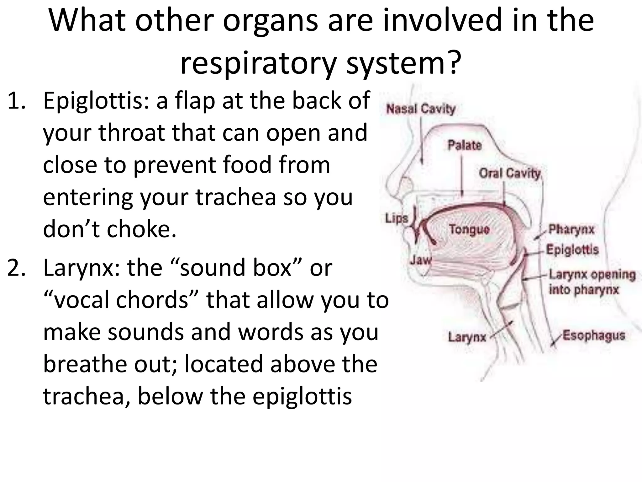 Respiratory system | PPTX