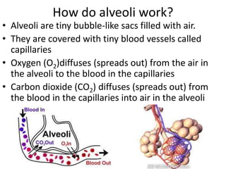 Respiratory system | PPTX