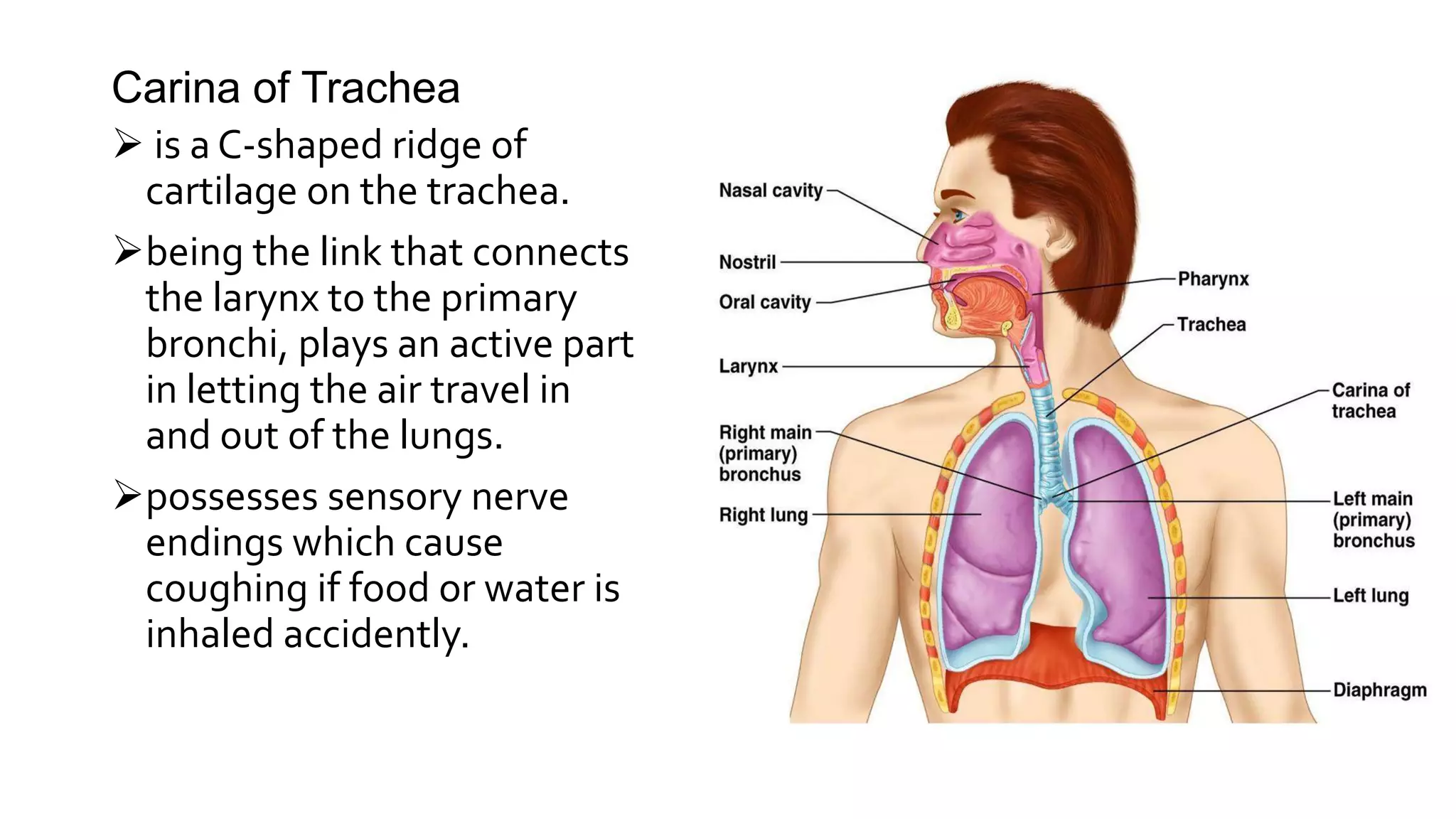 Respiratory-System.pptx