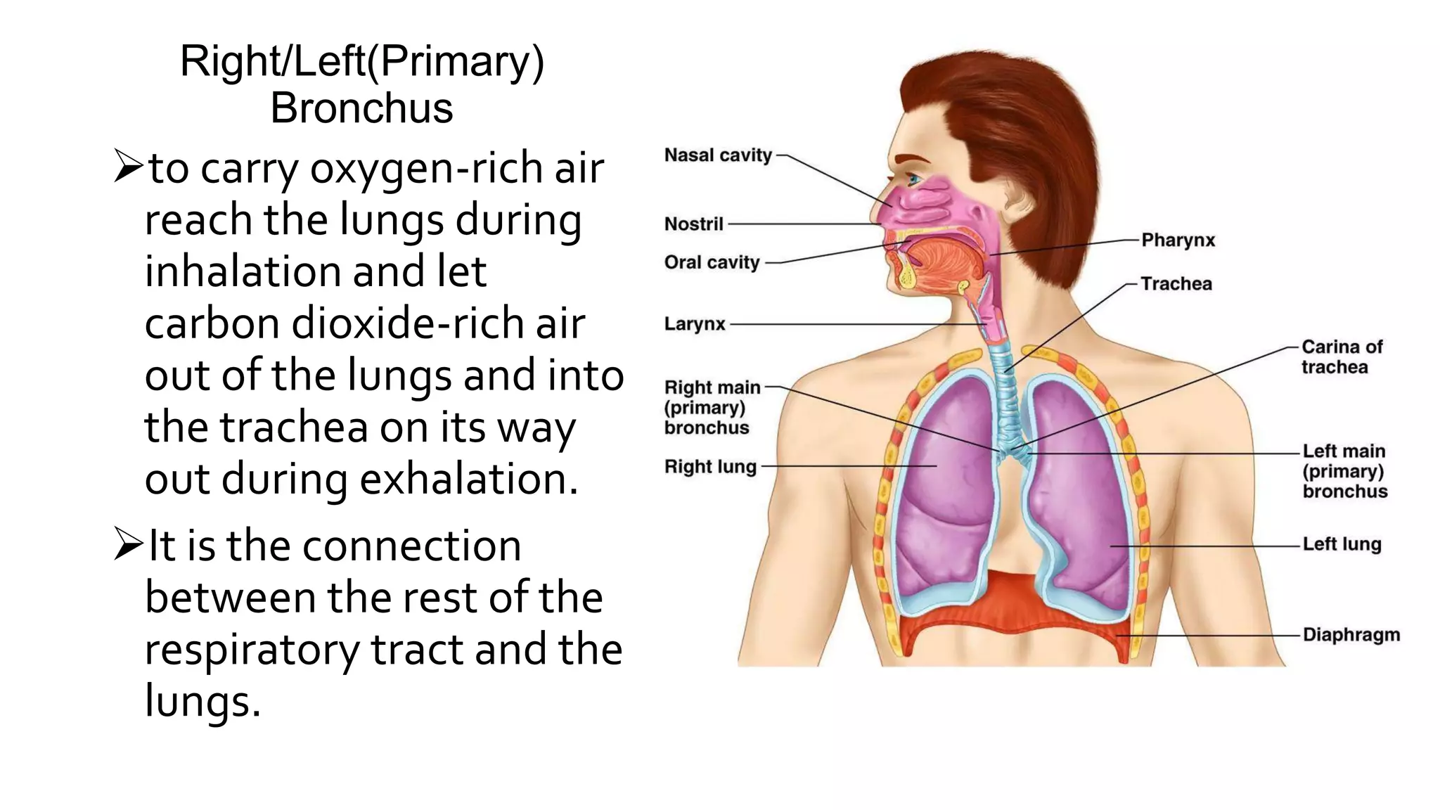 Respiratory-System.pptx