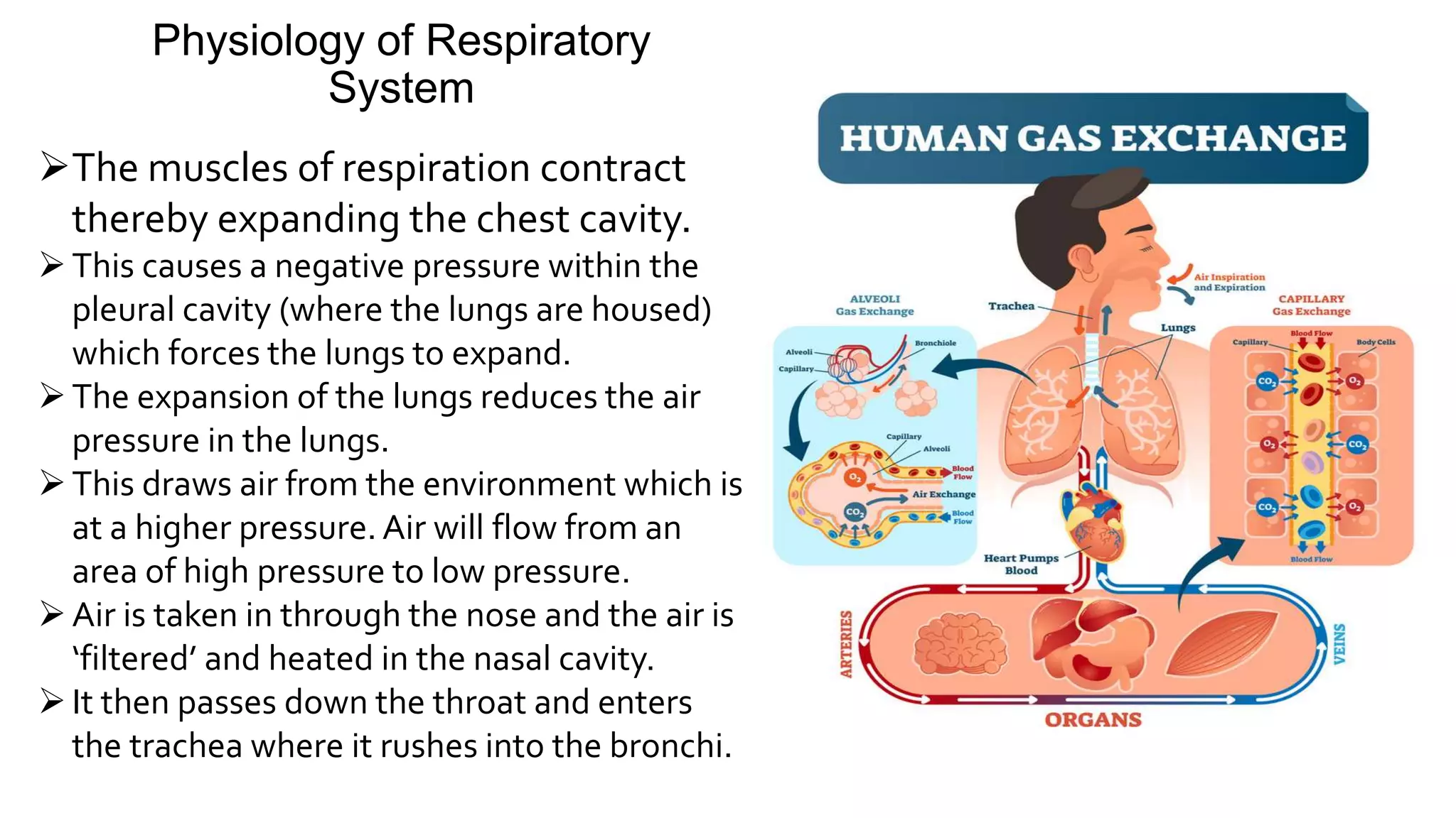 Respiratory-System.pptx