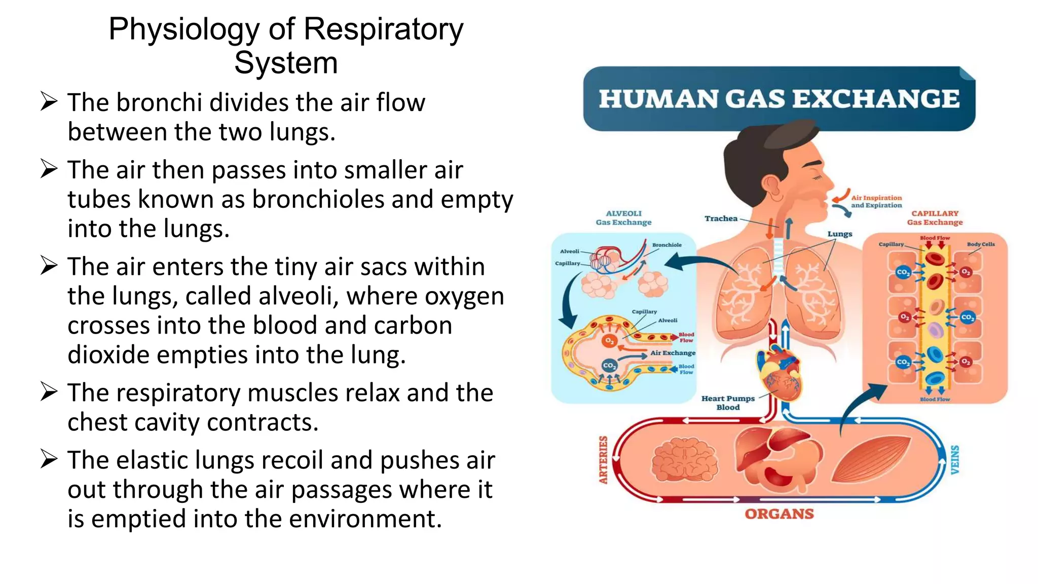Respiratory-System.pptx