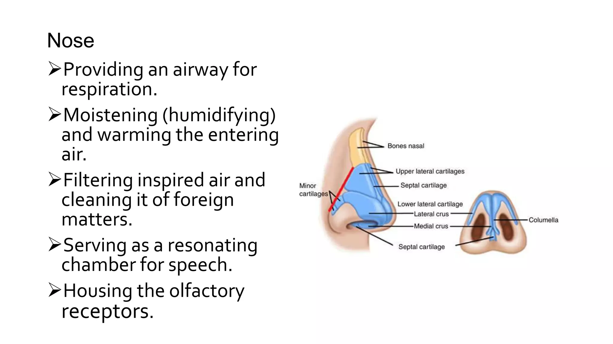 Respiratory-System.pptx