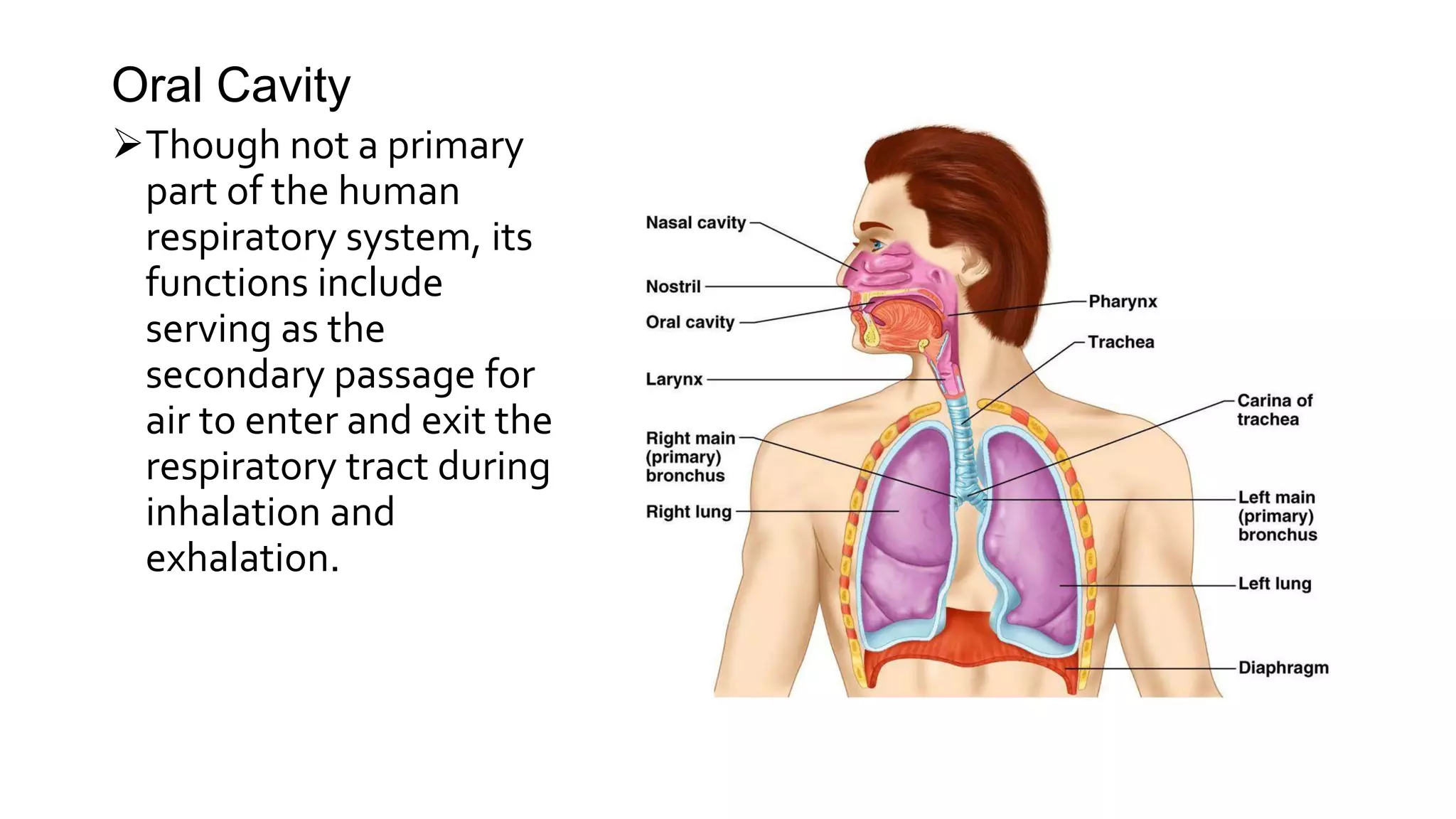 Respiratory-System.pptx