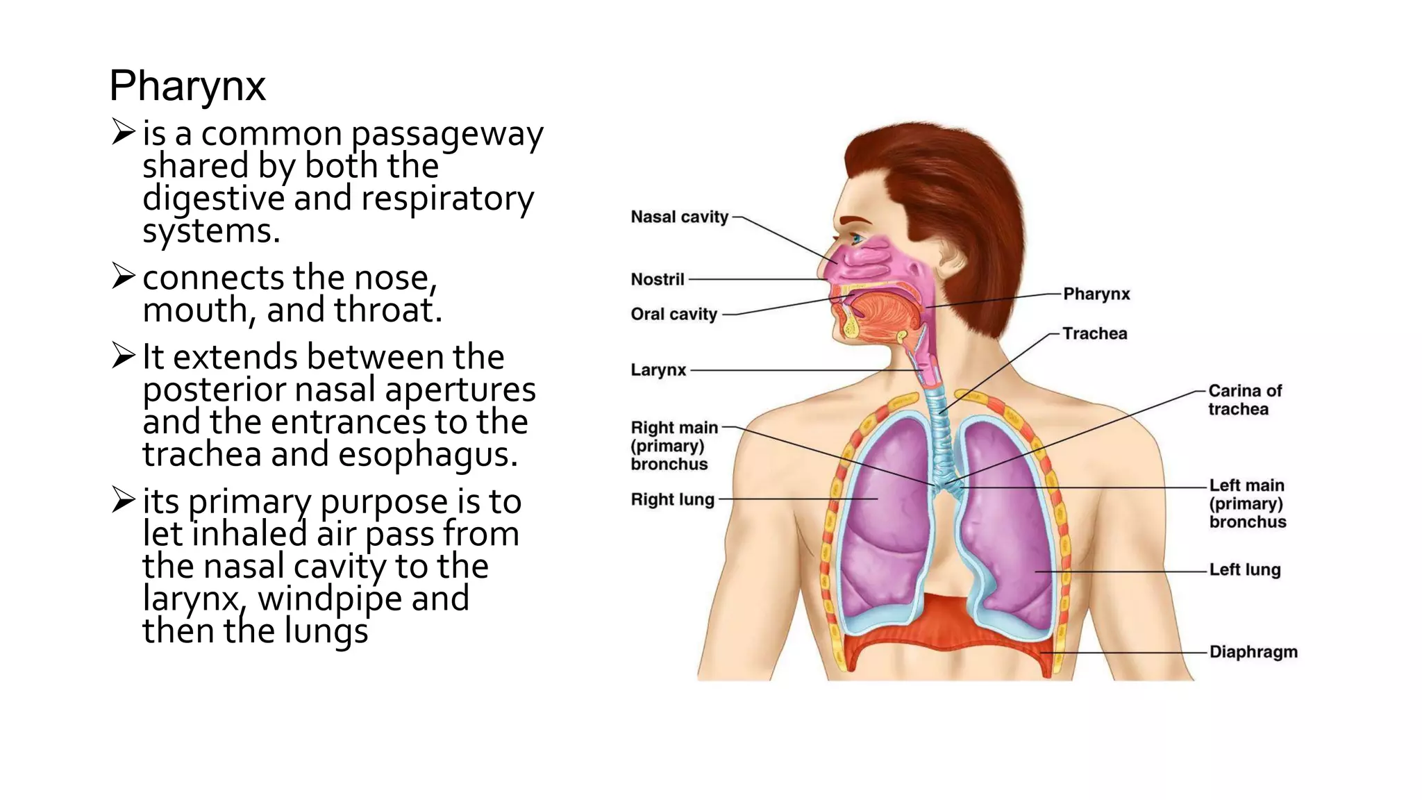Respiratory-System.pptx
