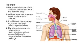 Respiratory-System.pptx
