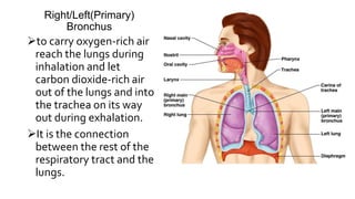 Respiratory-System.pptx