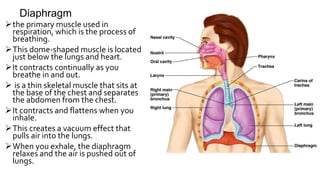 Respiratory-System.pptx