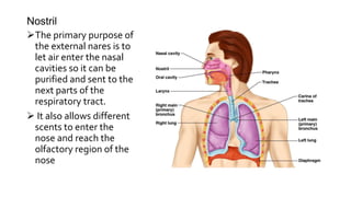 Respiratory-System.pptx